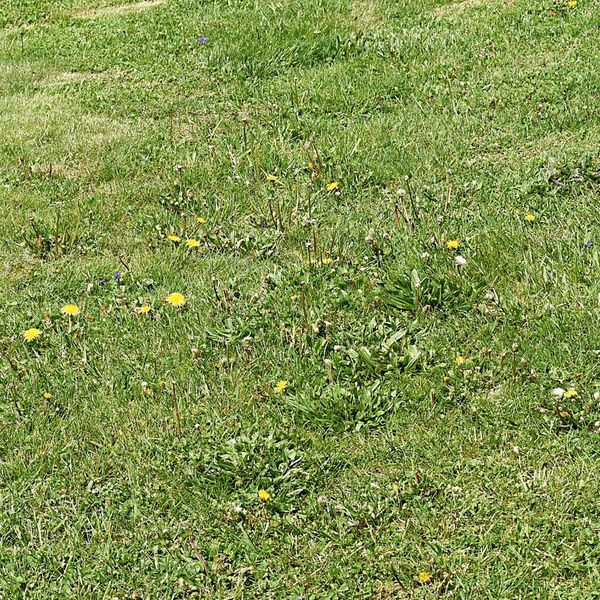The Negative Effects Of Having Weeds In Your Yard Bugpro Inc